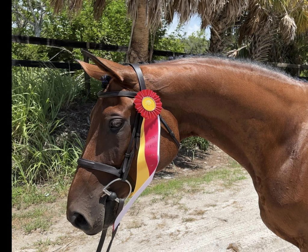 LEASED GABBANA - Kanadian Equestrian