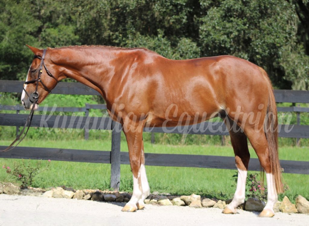 LEASED The Painted Guy - Kanadian Equestrian